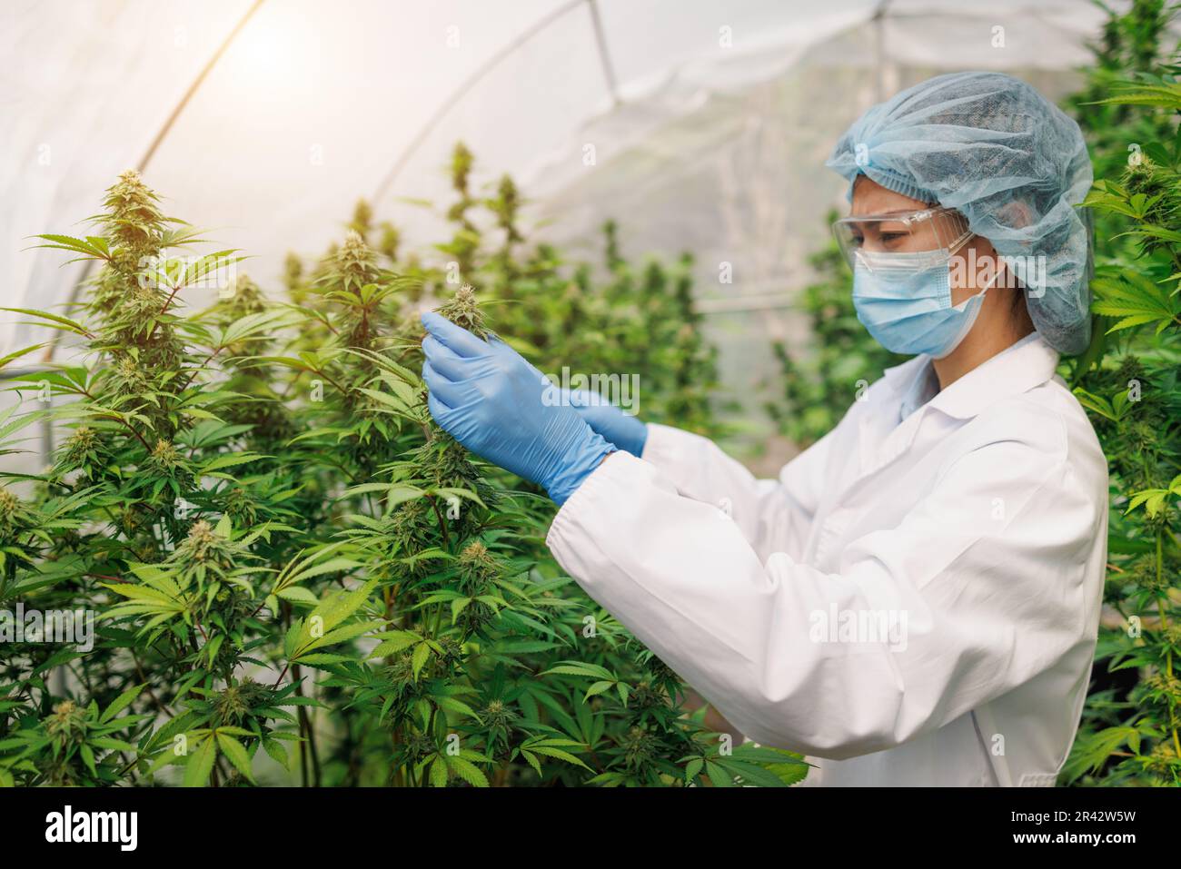 Drug analyze hi-res stock photography and images - Alamy