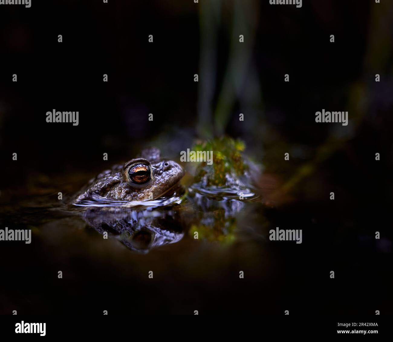 The head of a toad sticking up from the water surface with a reflection ...