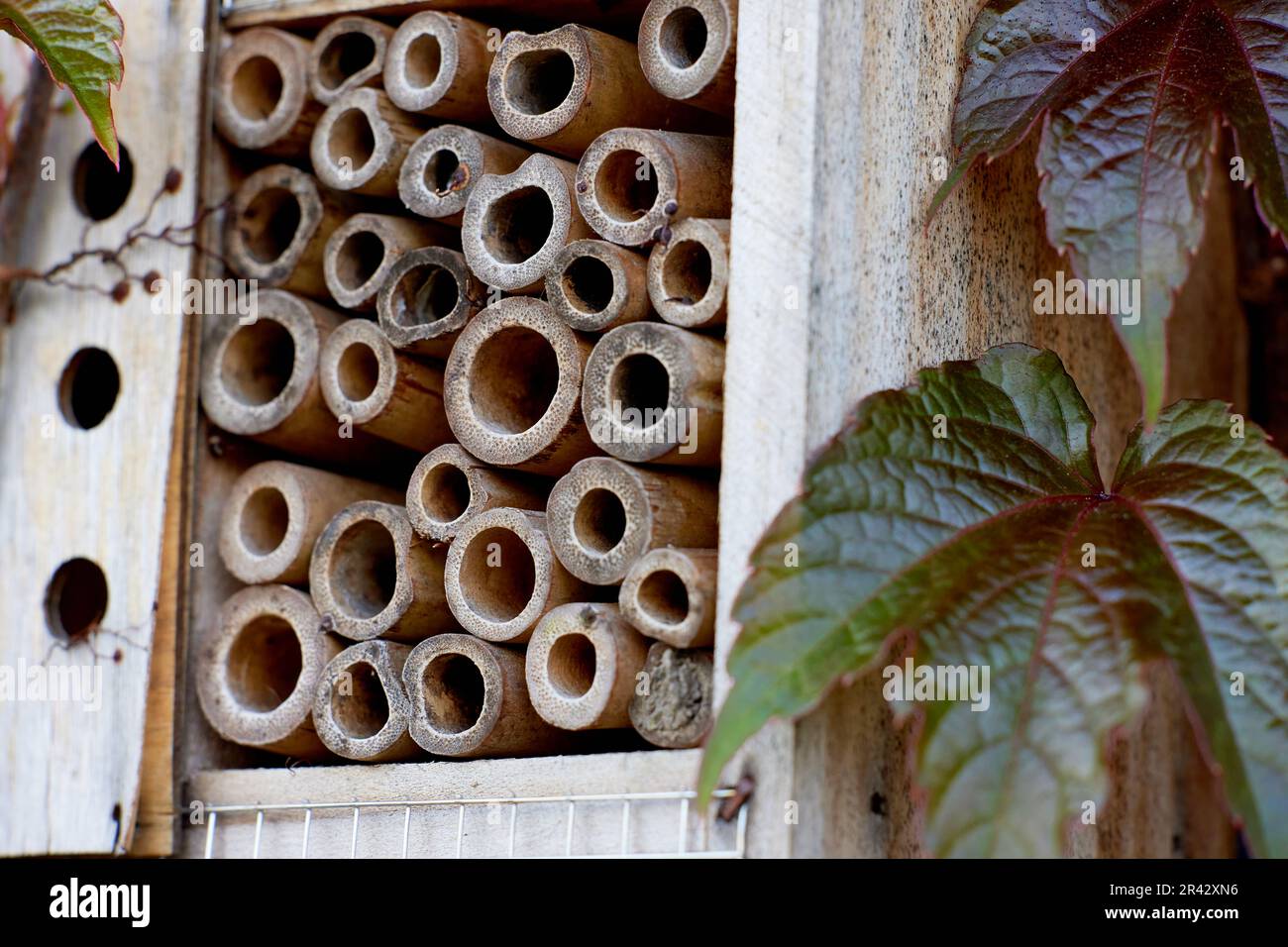 The entering holes of a bee hotel Stock Photo - Alamy