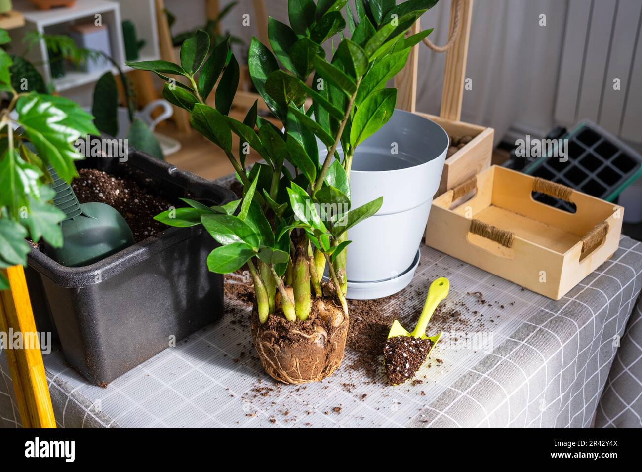 Hands repotting zamioculcas flower hi-res stock photography and images ...
