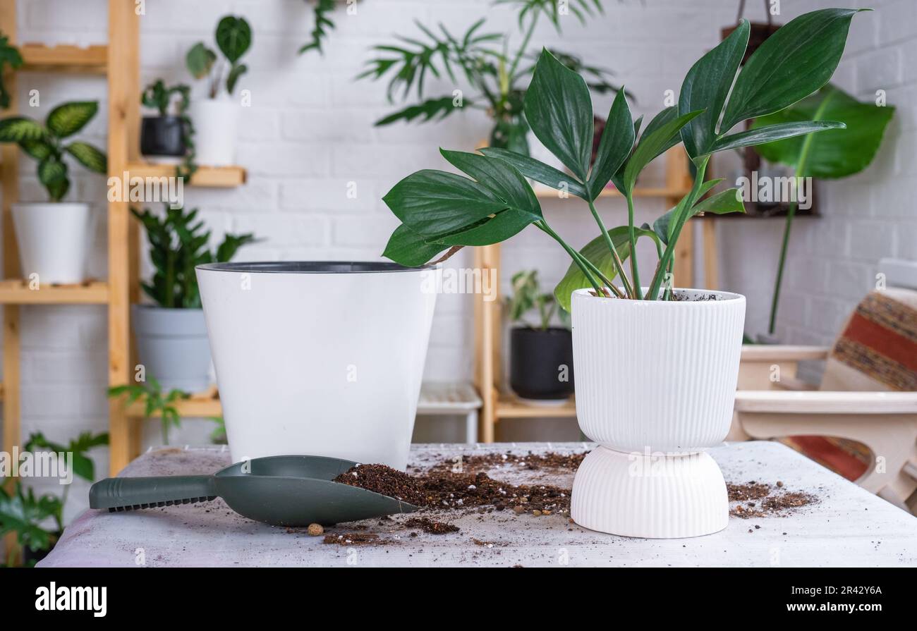 Repotting home plant philodendron with a lump of roots into new bigger ...