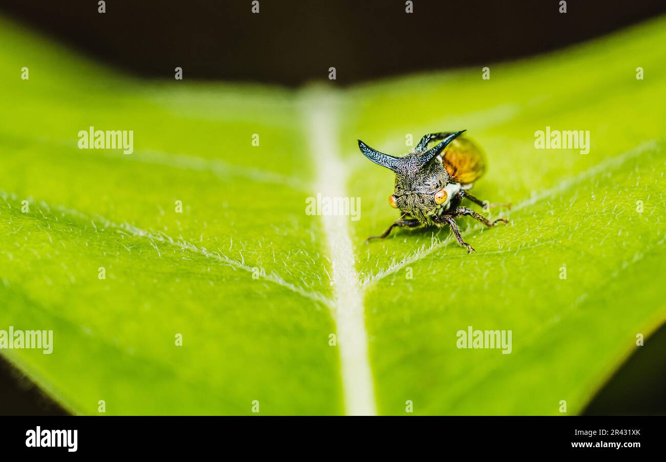 Close up a strange treehopper (horned tree hopper) on green leaf and ...
