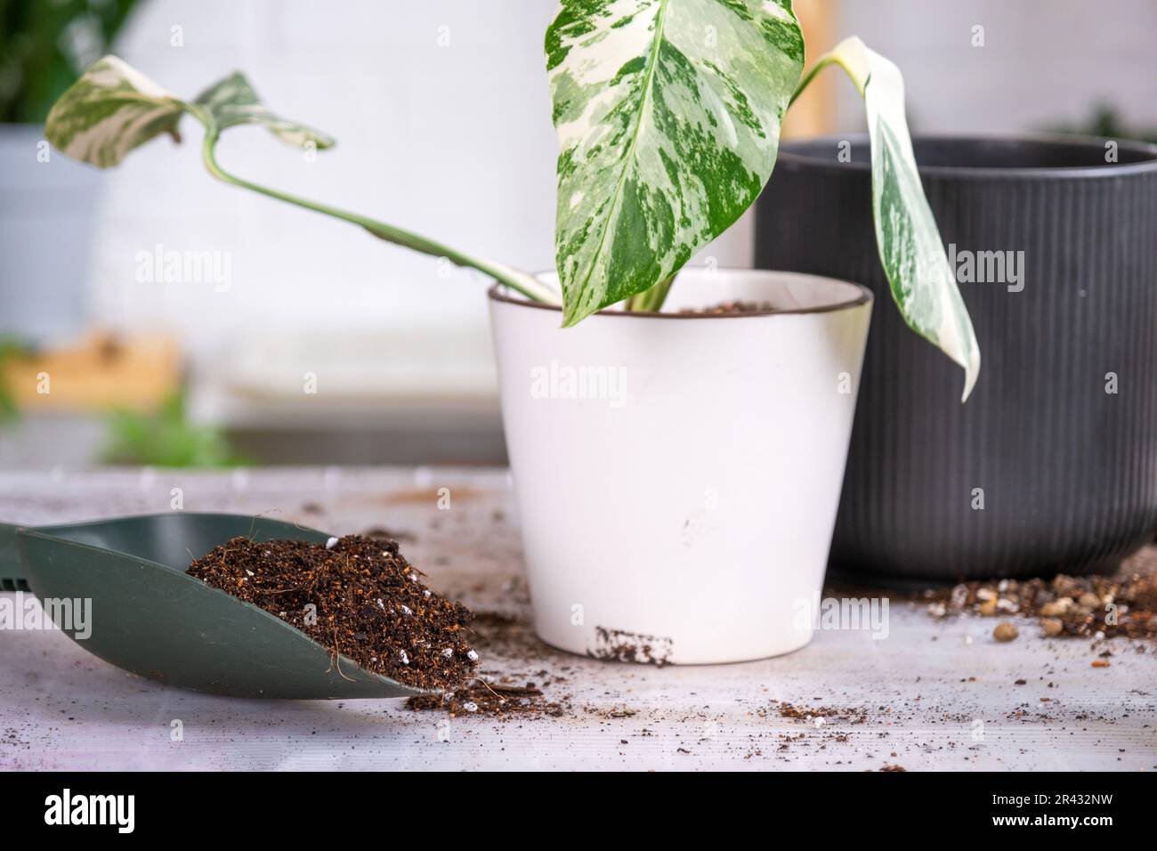 Repotting home plant monstera alba variegatny with a lump of roots into ...