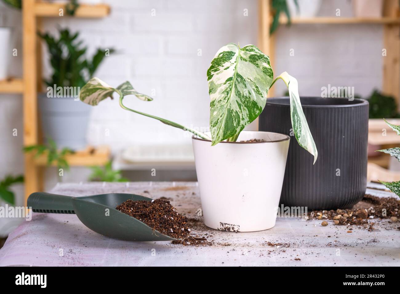 Repotting home plant monstera alba variegatny with a lump of roots into ...