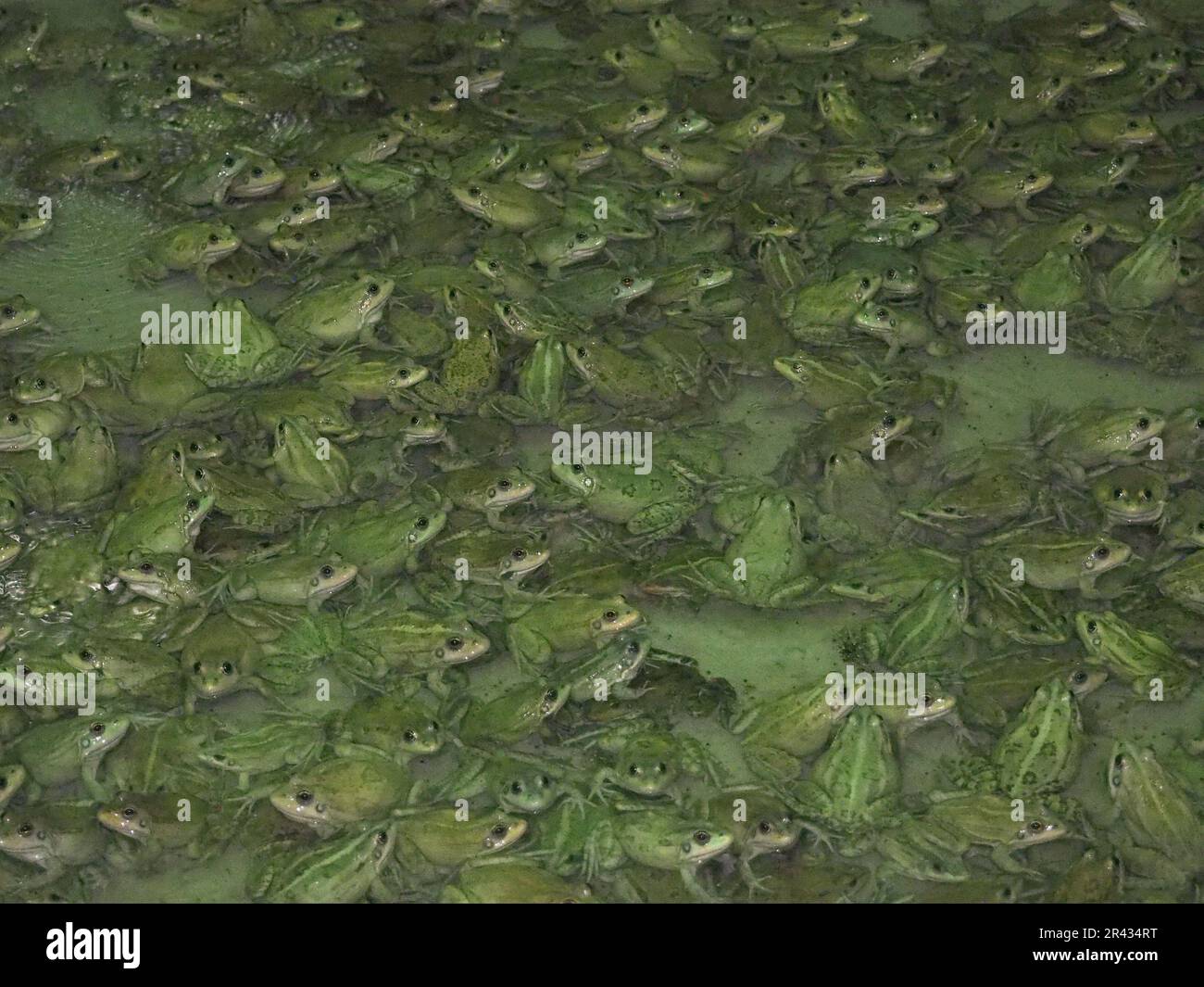 Grow a frog hi-res stock photography and images - Alamy