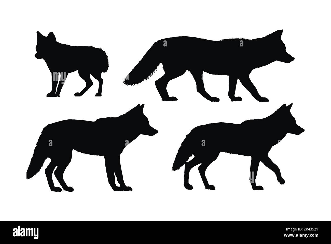 Coyote walking silhouette bundle design. Wild coyotes vector design on ...