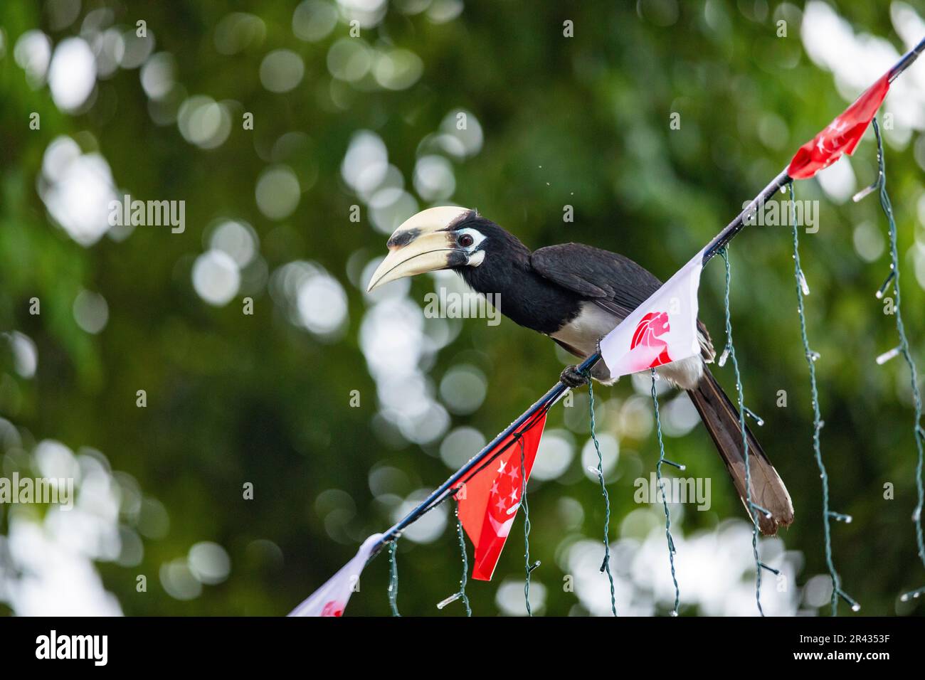 Juvenile male oriental pied hornbill perches on patriotic bunting ...
