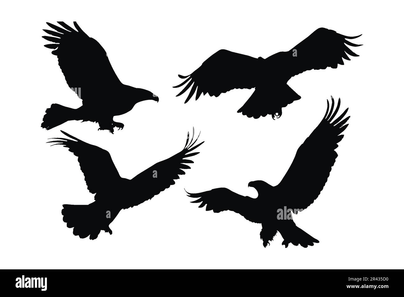 Big bird in different positions silhouette bundle design. Wild eagle ...