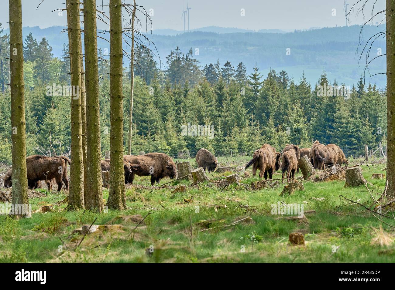 wild living European wood Bison, also Wisent or Bison Bonasus, is a ...