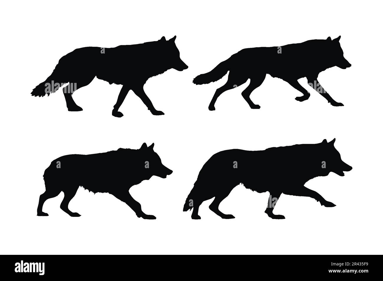Wild wolf vector design on a white background. Wolves walking ...