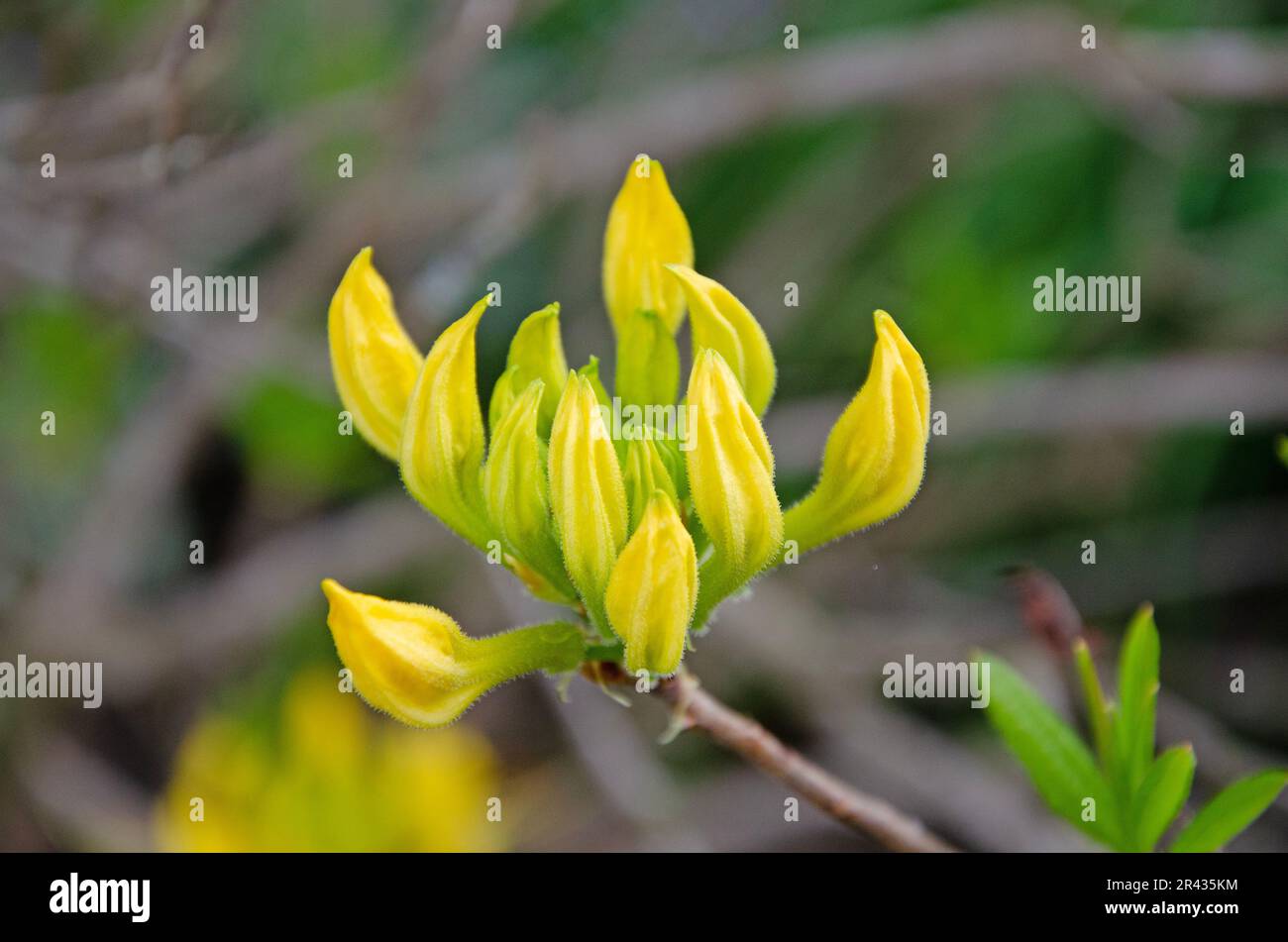 Close up macro image of azalea flower buds. Rhododendron calendulaceum ...