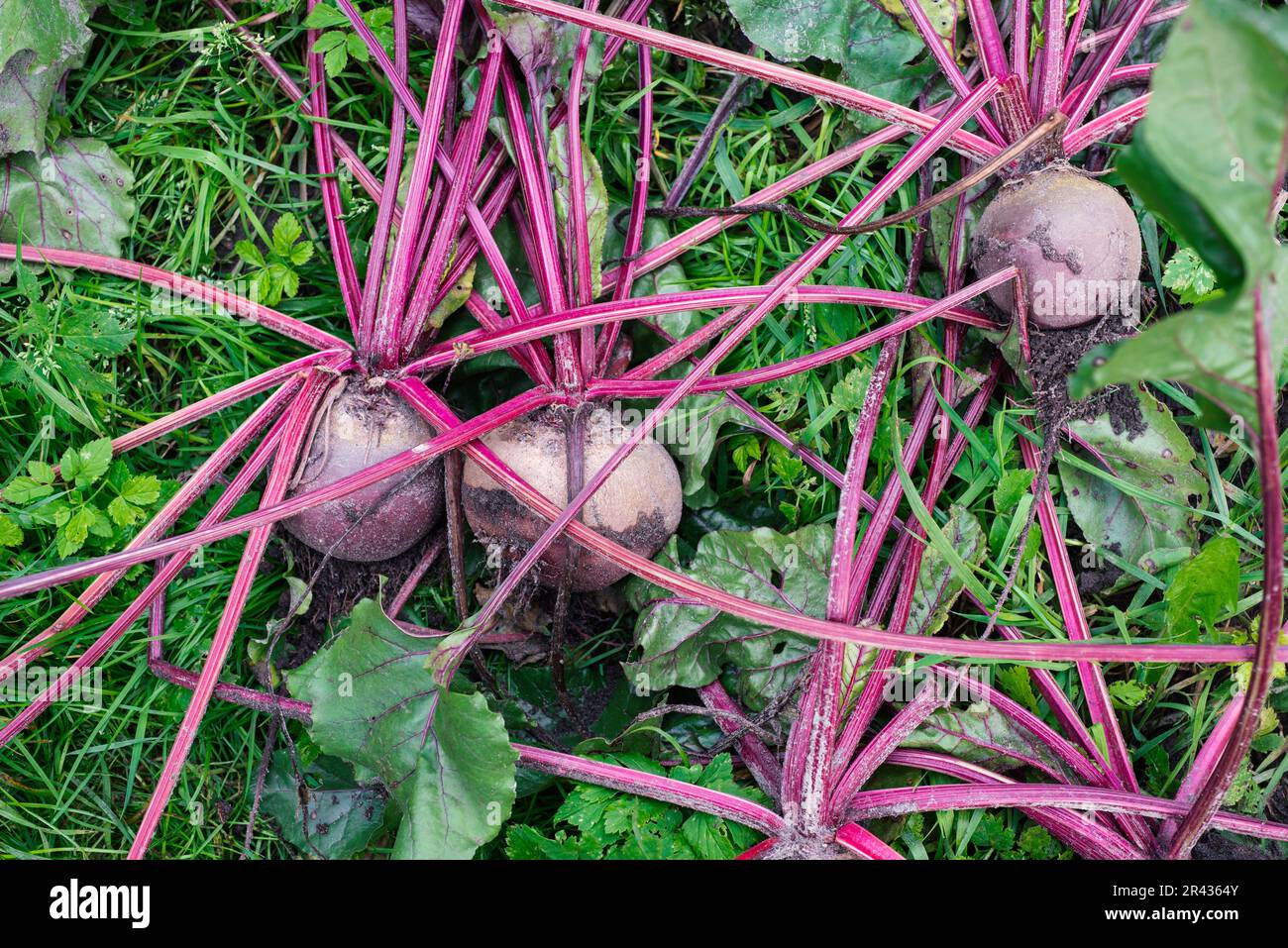 Summer root vegetable hi-res stock photography and images - Alamy