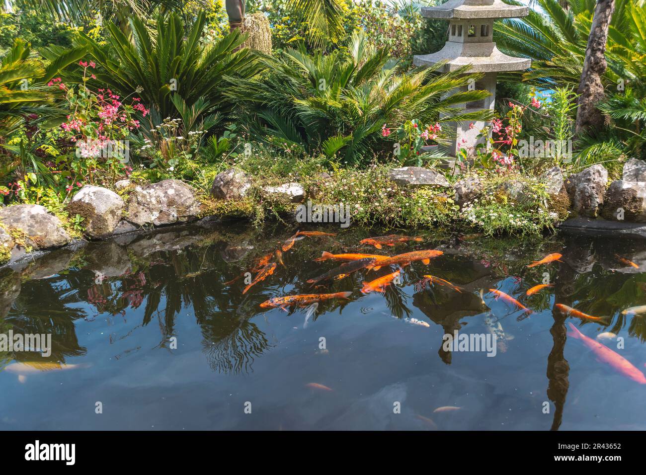 zen pond landscape with red fishes in water Stock Photo - Alamy