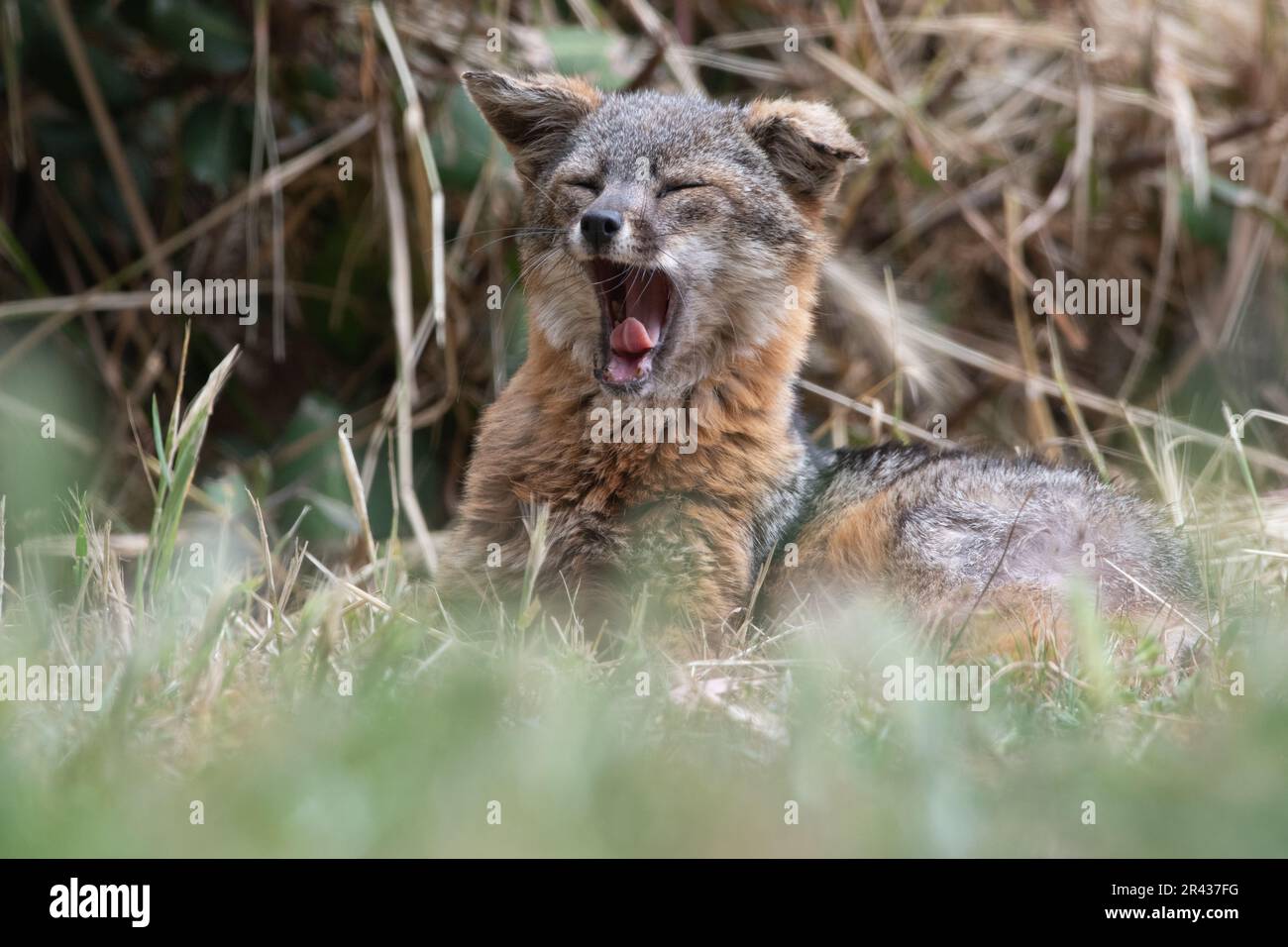 island fox (Urocyon littoralis) yawning on Santa Cruz island, Channel ...