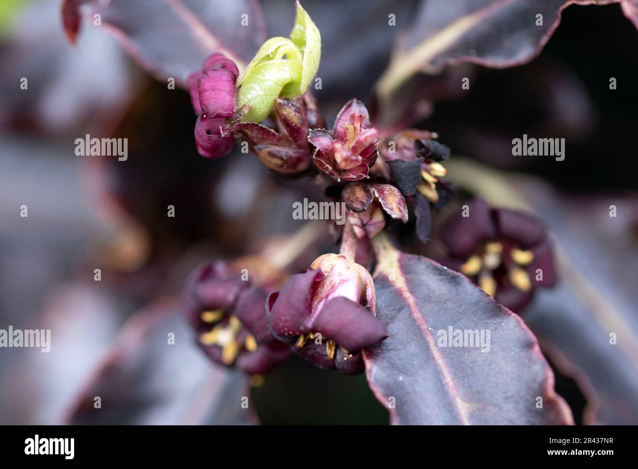 Black matipo, close up of new leaves and flowers. Pittosporum ...