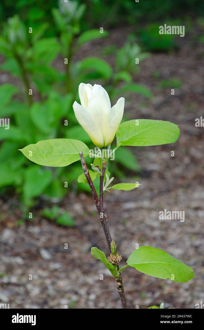 Magnolia acuminata cucumber hi-res stock photography and images - Alamy