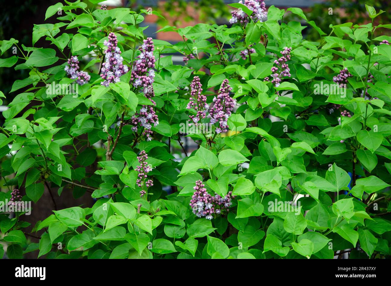 Common lilac flowers and leaves close up macro. Syringa vulgaris Stock ...