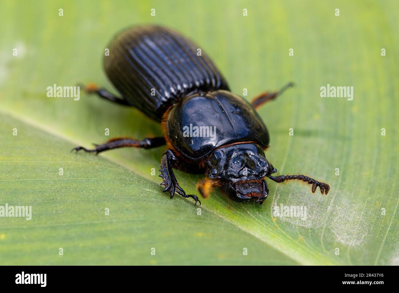 Passalus hi-res stock photography and images - Alamy
