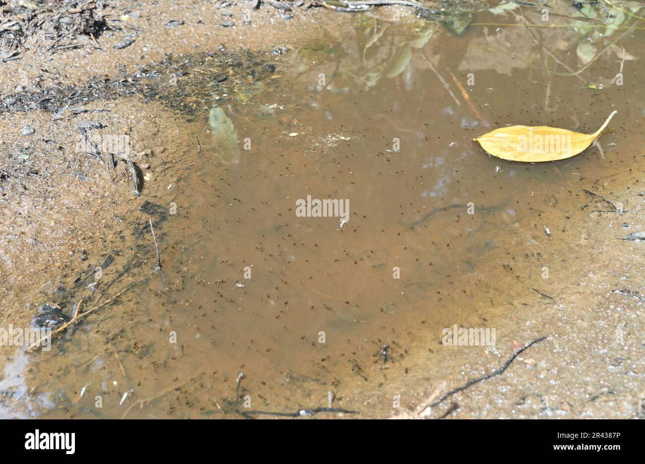 High angle view of a ditch filled with contaminated dirty water with ...