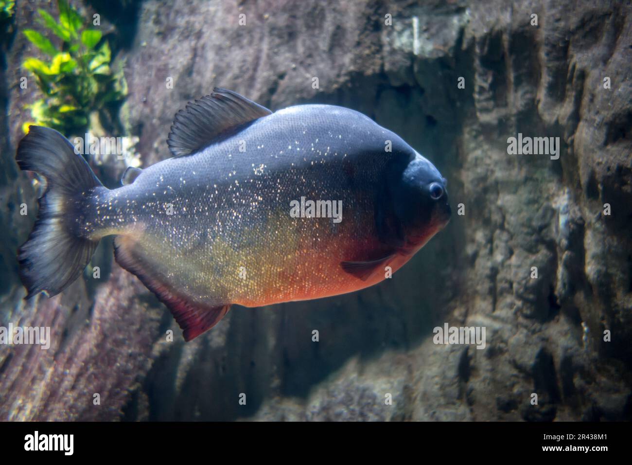 Real Piranha Bites