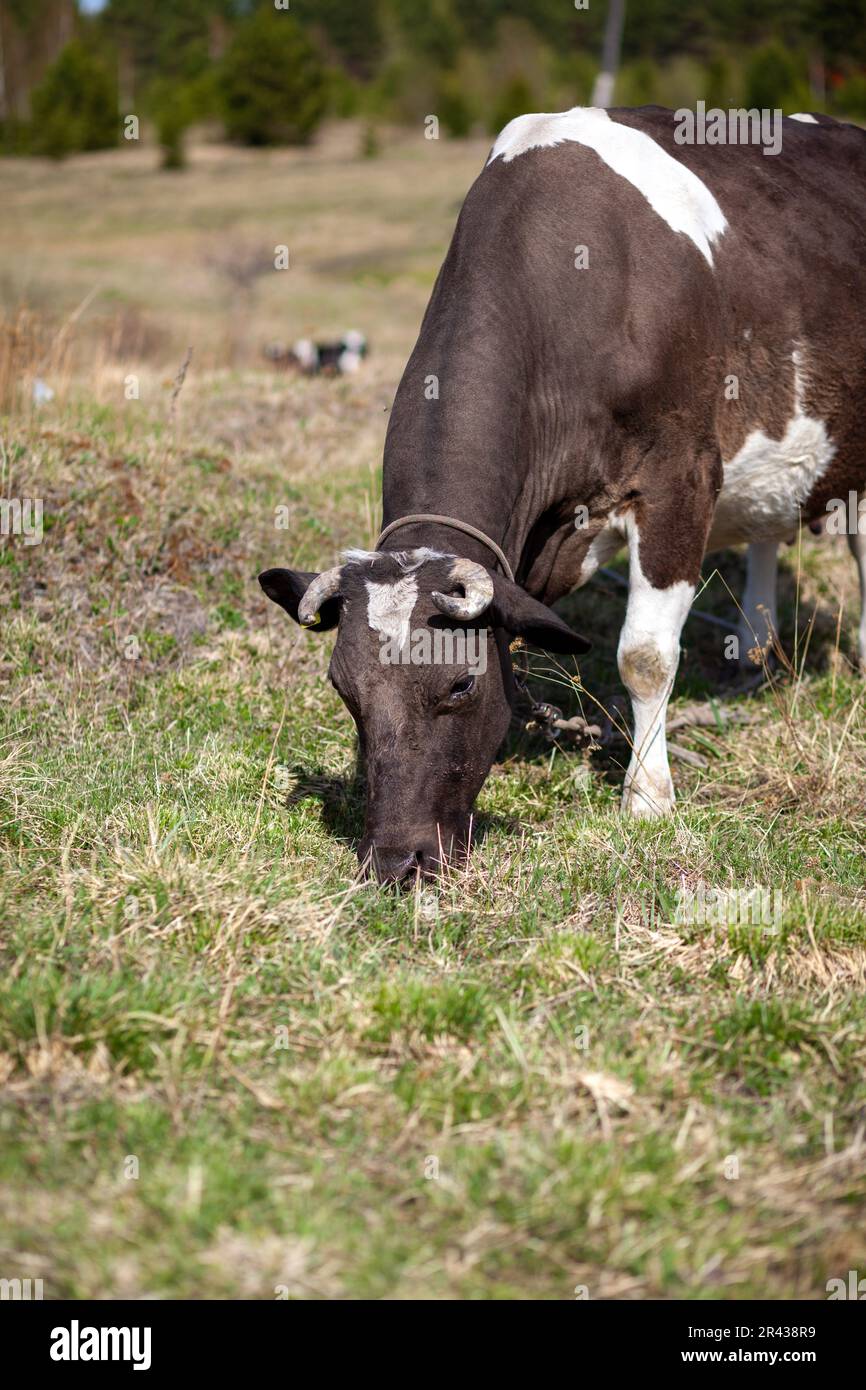 The cow eats fresh green grass on the lawn or in the field. Beautiful ...