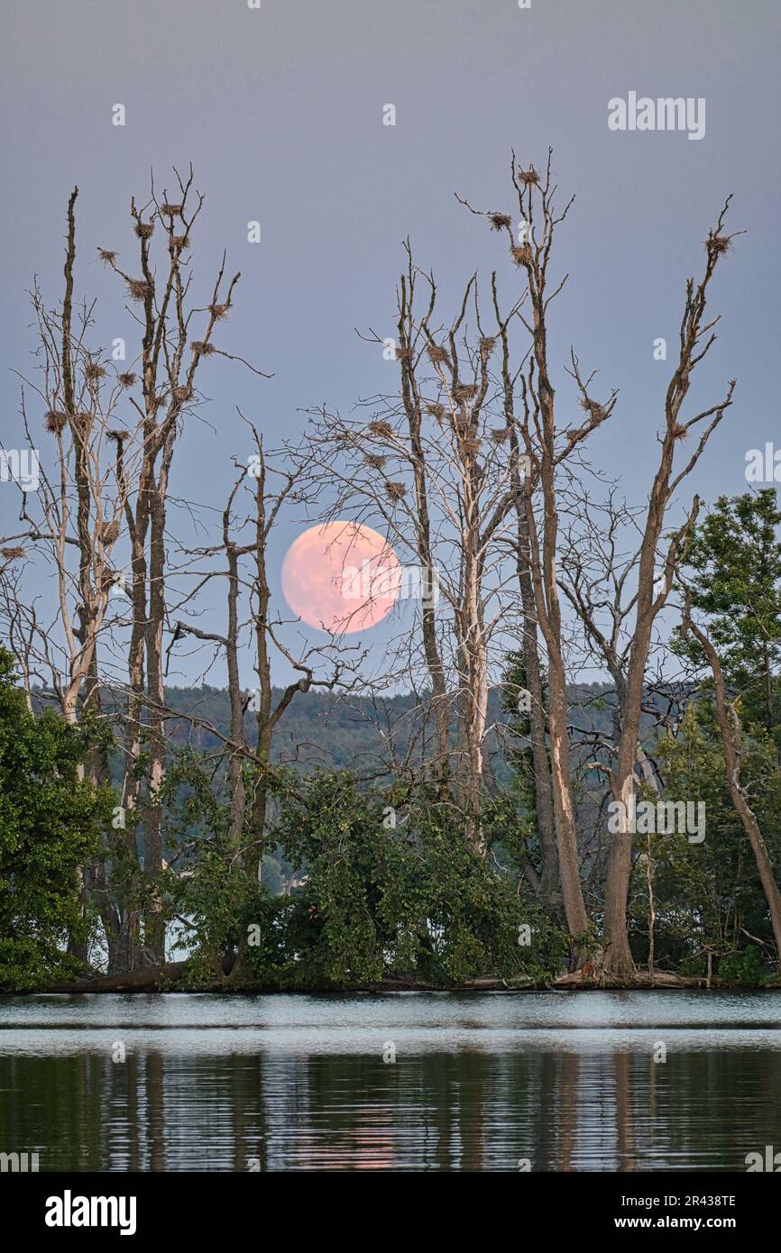An island in the lake, at moonrise Stock Photo - Alamy