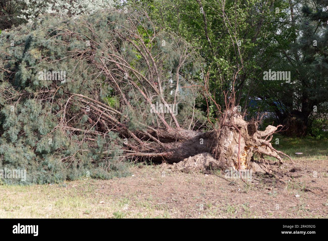 Fallen tree after storm. Storm damaged tree uprooted and broken from ...