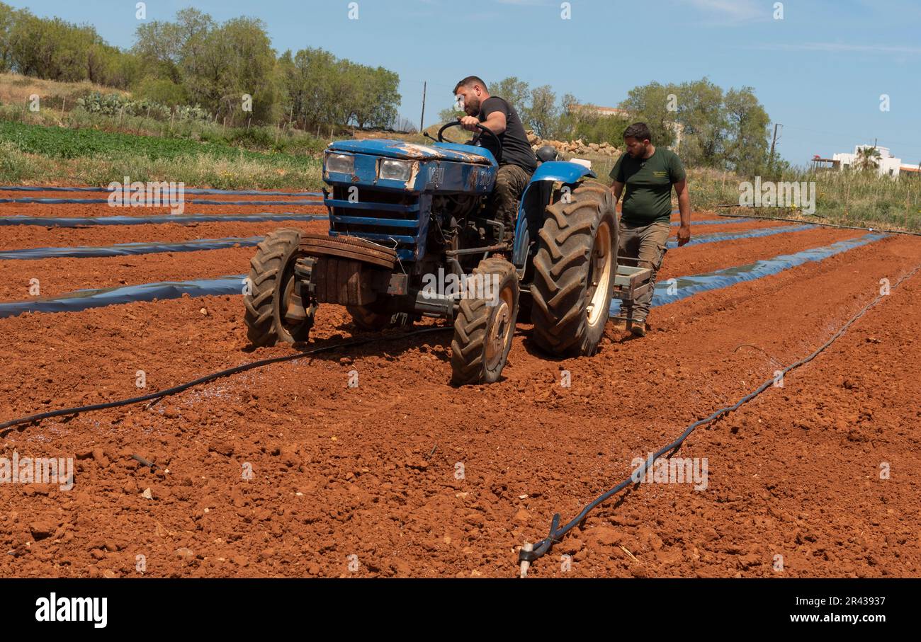 Malia, Crete, Greece, Europe. 2023. Farm workers planting water melon ...