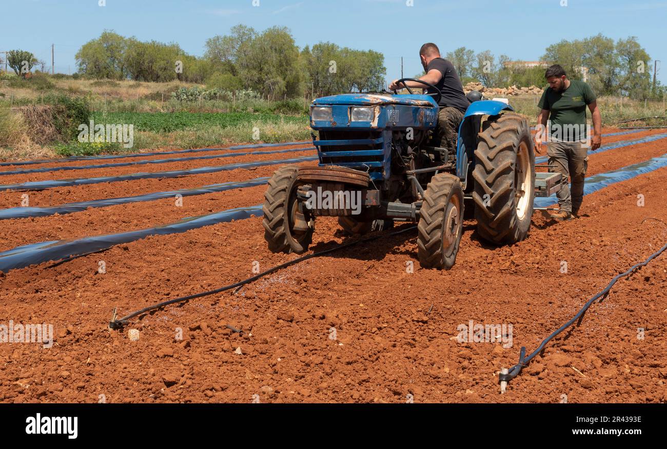 Malia, Crete, Greece, Europe. 2023. Farm workers planting water melon ...