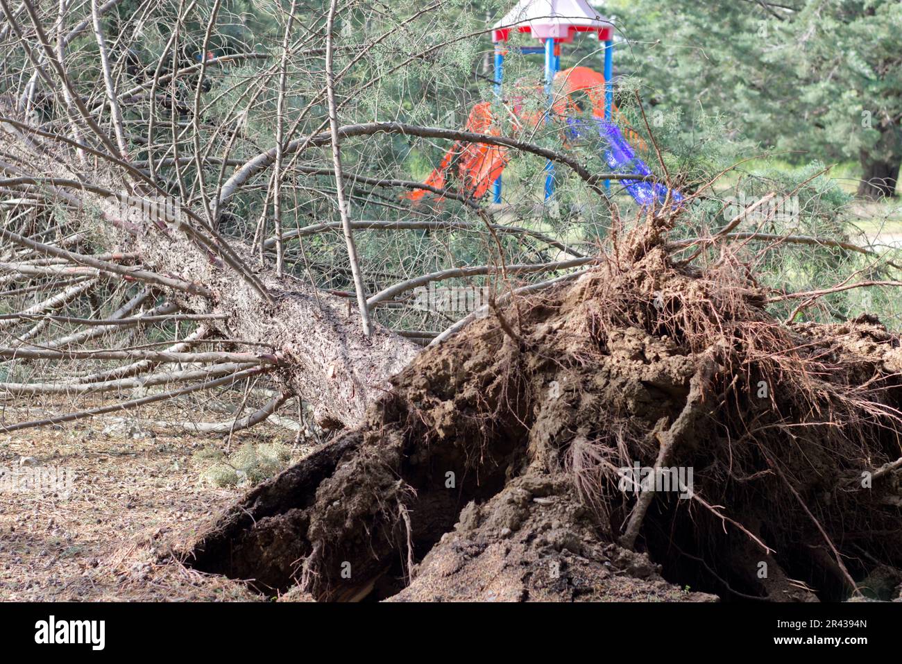 Fallen tree after storm. Storm damaged tree uprooted and broken from ...
