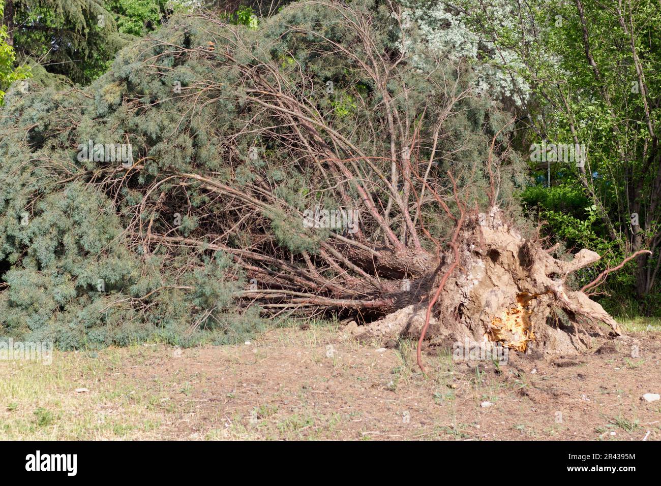 Fallen tree after storm. Storm damaged tree uprooted and broken from ...