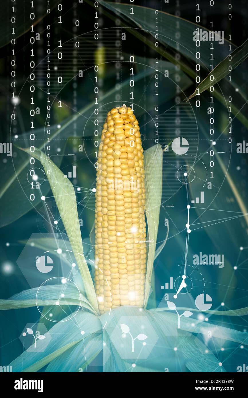 Agricultural technologies on the farm. Corn with biological holographic ...