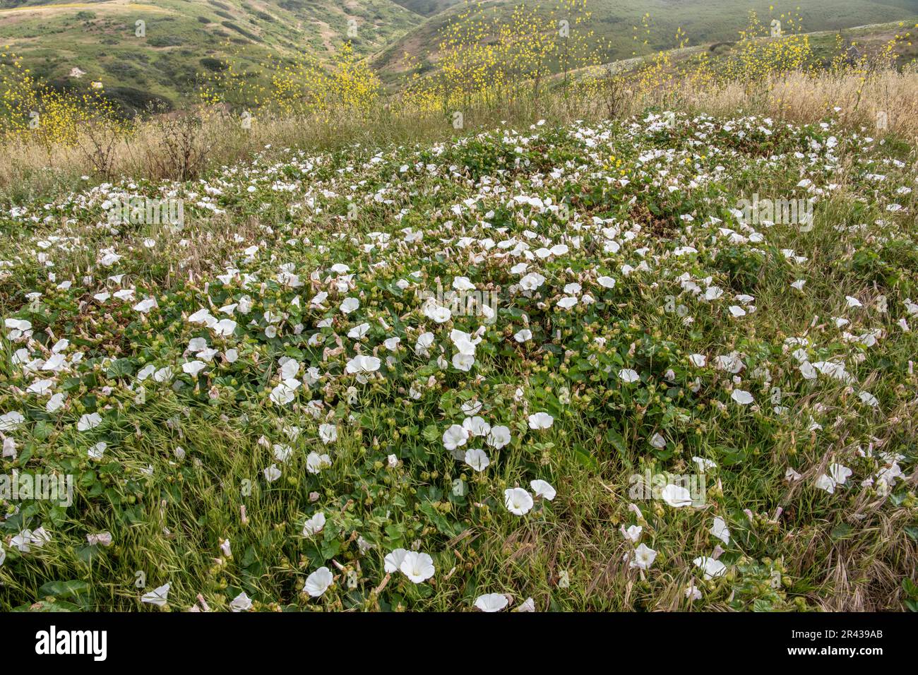 Island morning glory (Calystegia macrostegia) blooming on Santa Cruz ...
