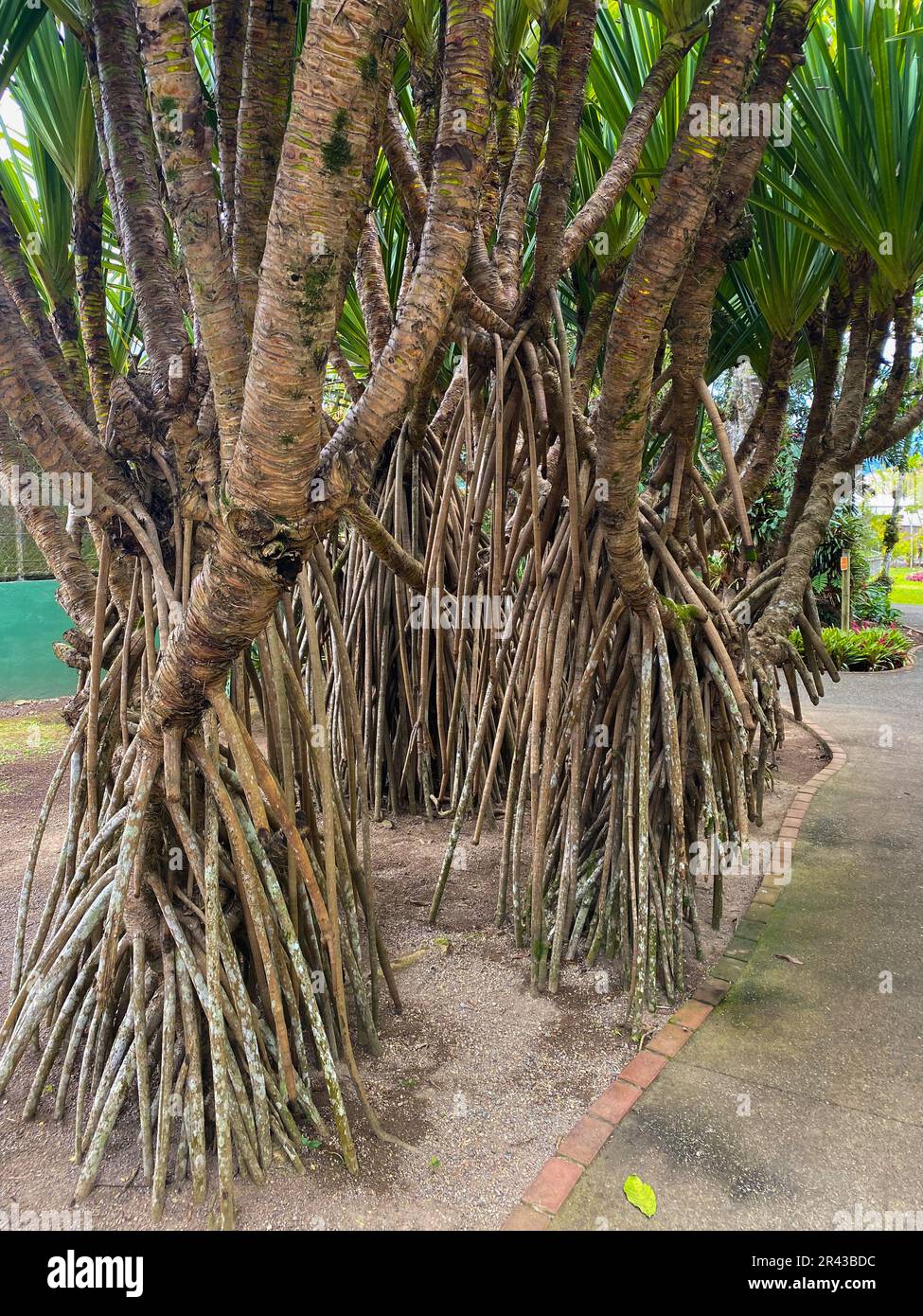 The Lankester Botanical Gardens are a set of gardens outside of Cartago ...