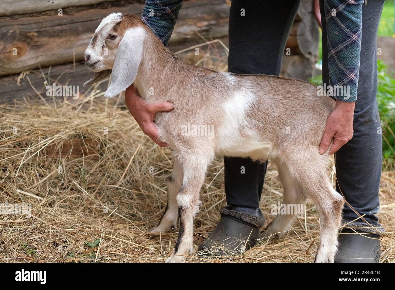 The Anglo-Nubian is a British breed of domestic goat. Little Nubian ...