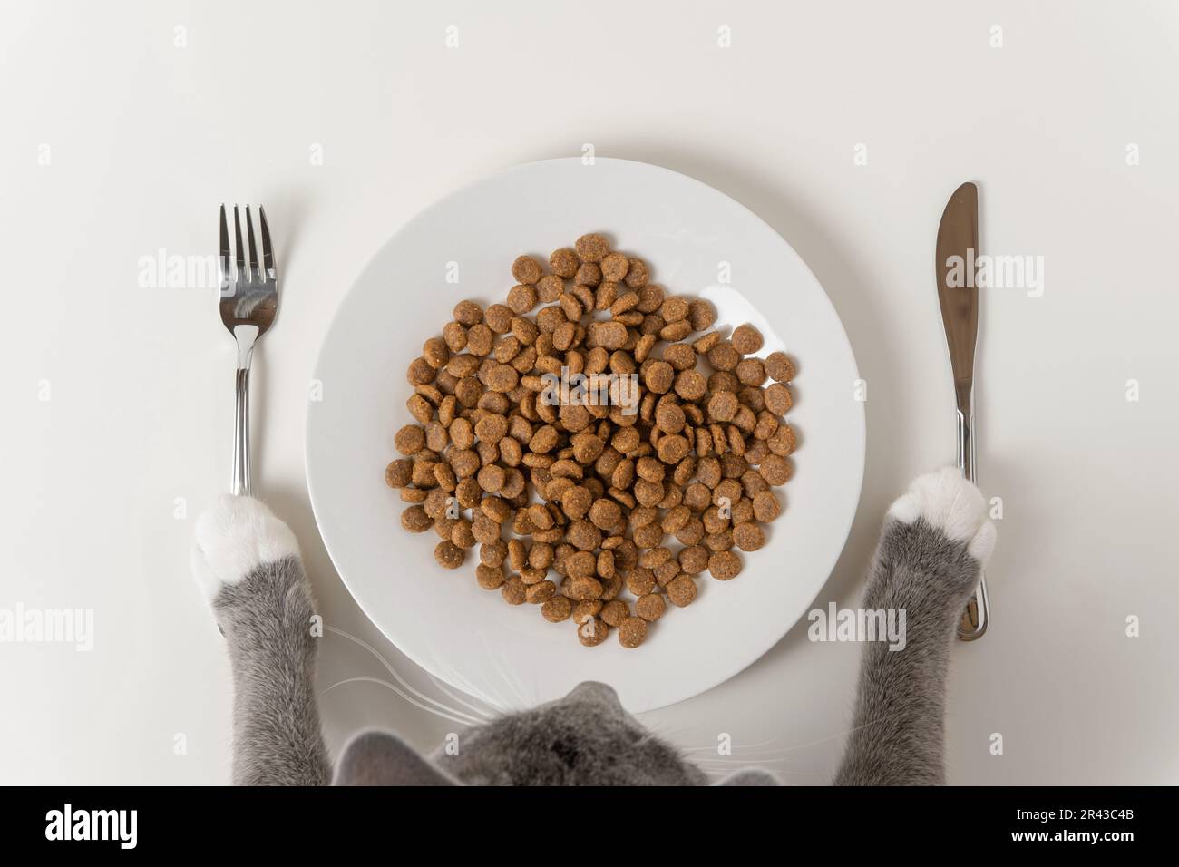 Young Cat Eating Food from Kitchen White Plate. Serving Size, Humor ...