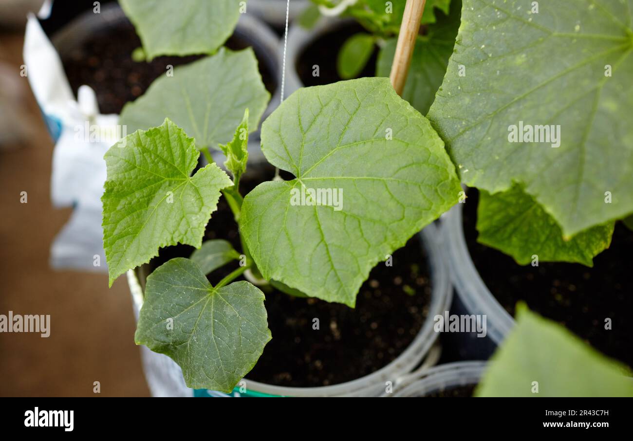 Natural cucumber grows in a greenhouse. Growing fresh vegetables in a ...