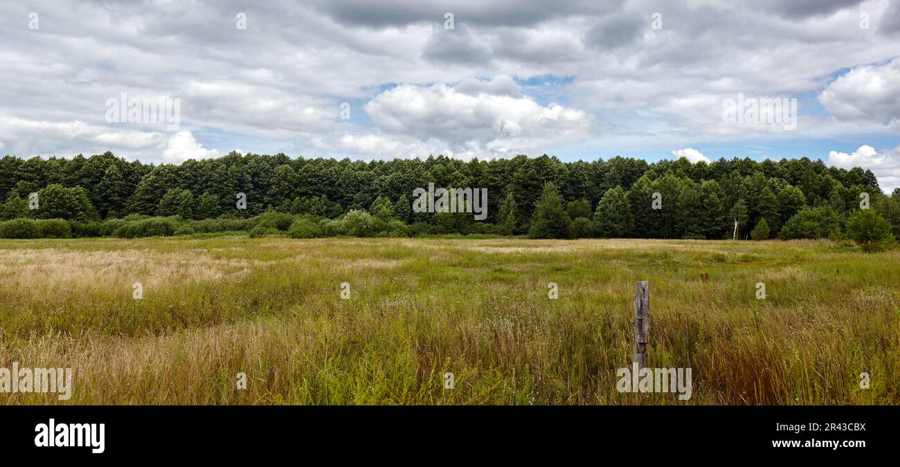 Panoramic photo of dense forest against the sky and meadows. Beautiful ...
