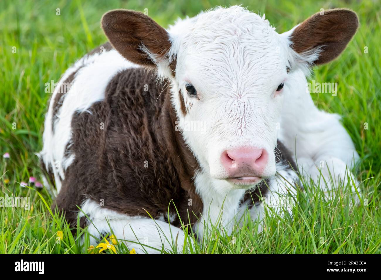 A young baby cow resting on a meadow in Ireland Stock Photo - Alamy