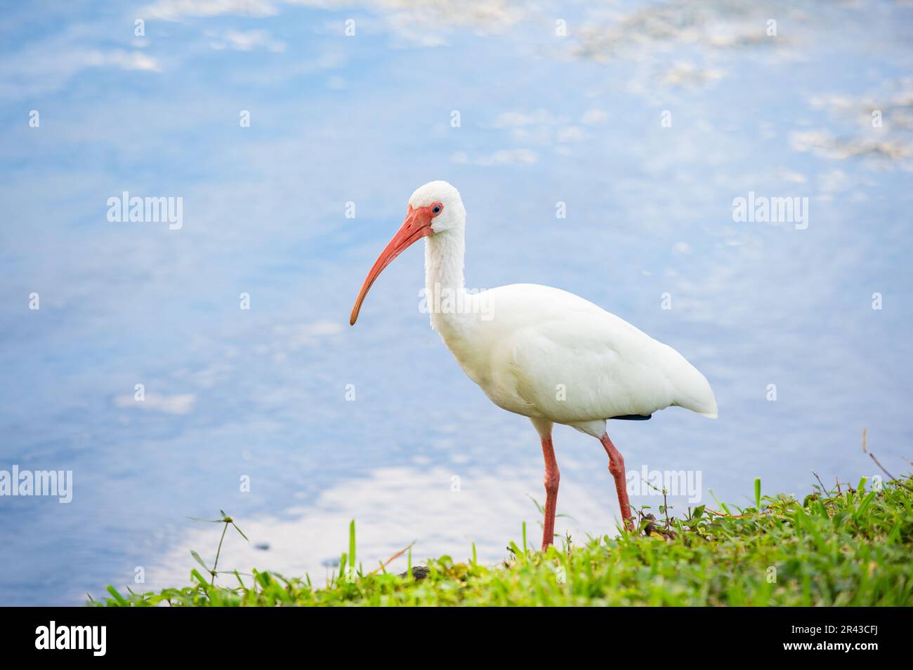 ibis bird at the lake. ibis bird in wildlife. ibis bird in nature ...