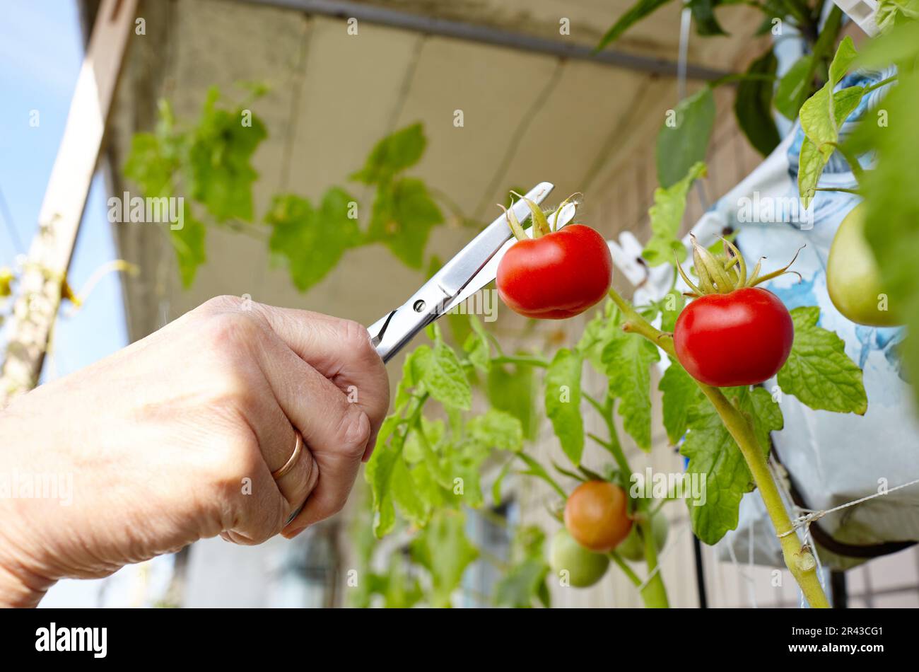Men's hands harvests cuts the tomato plant with scissors. Farmer man ...