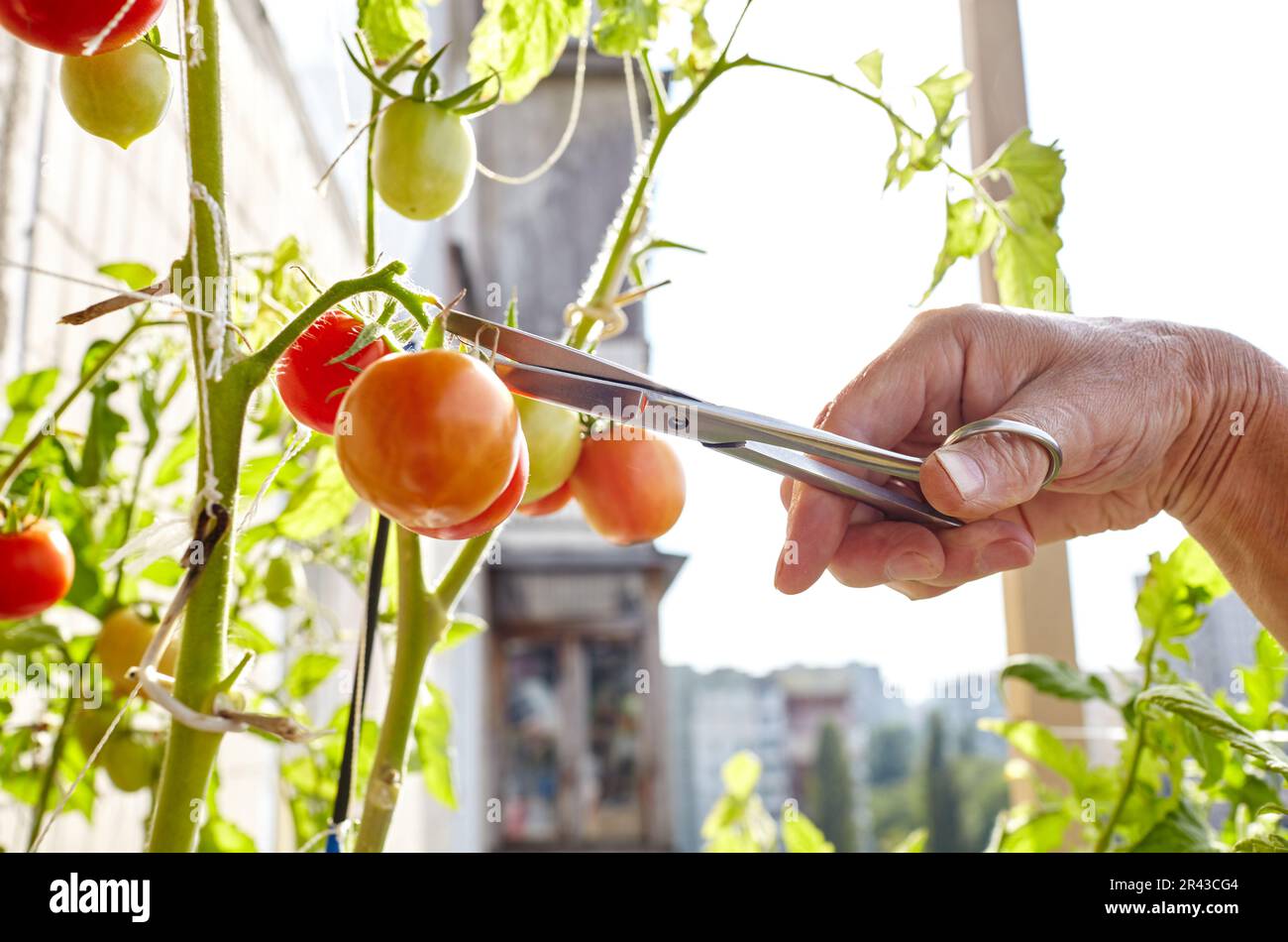 Men's hands harvests cuts the tomato plant with scissors. Farmer man ...