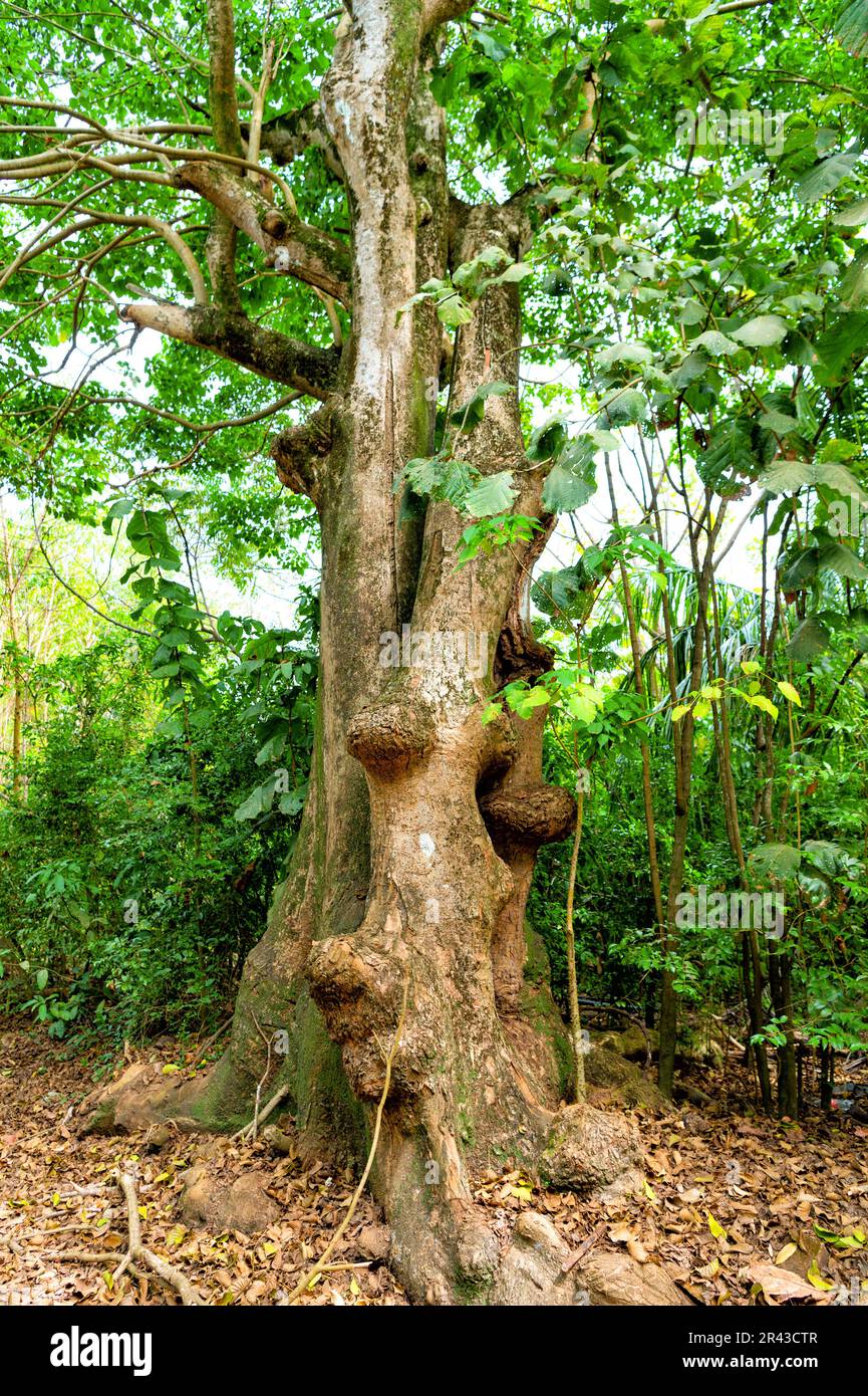 tropical tree in rainforest vegetation nature. green forest of tropical ...