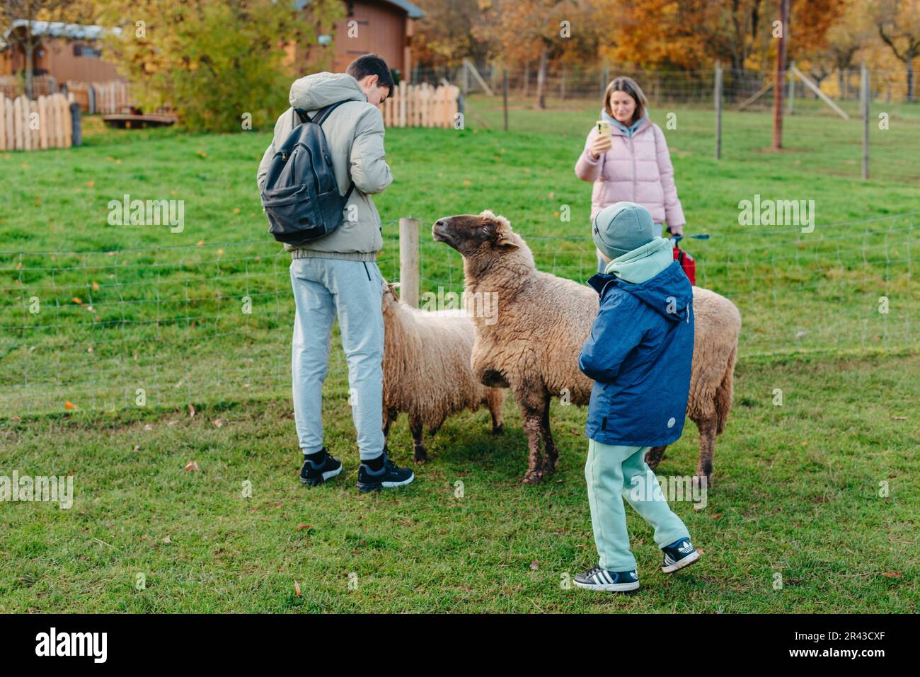 Little caucasian boy feeding ram in a farm. Ram eating grains of cereal ...