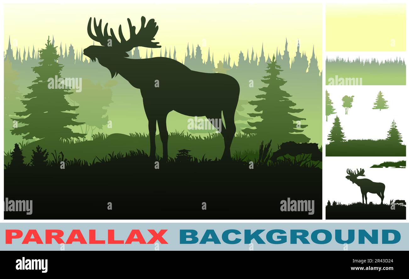 An adult moose stands in meadow near forest. Coniferous trees. Picture ...
