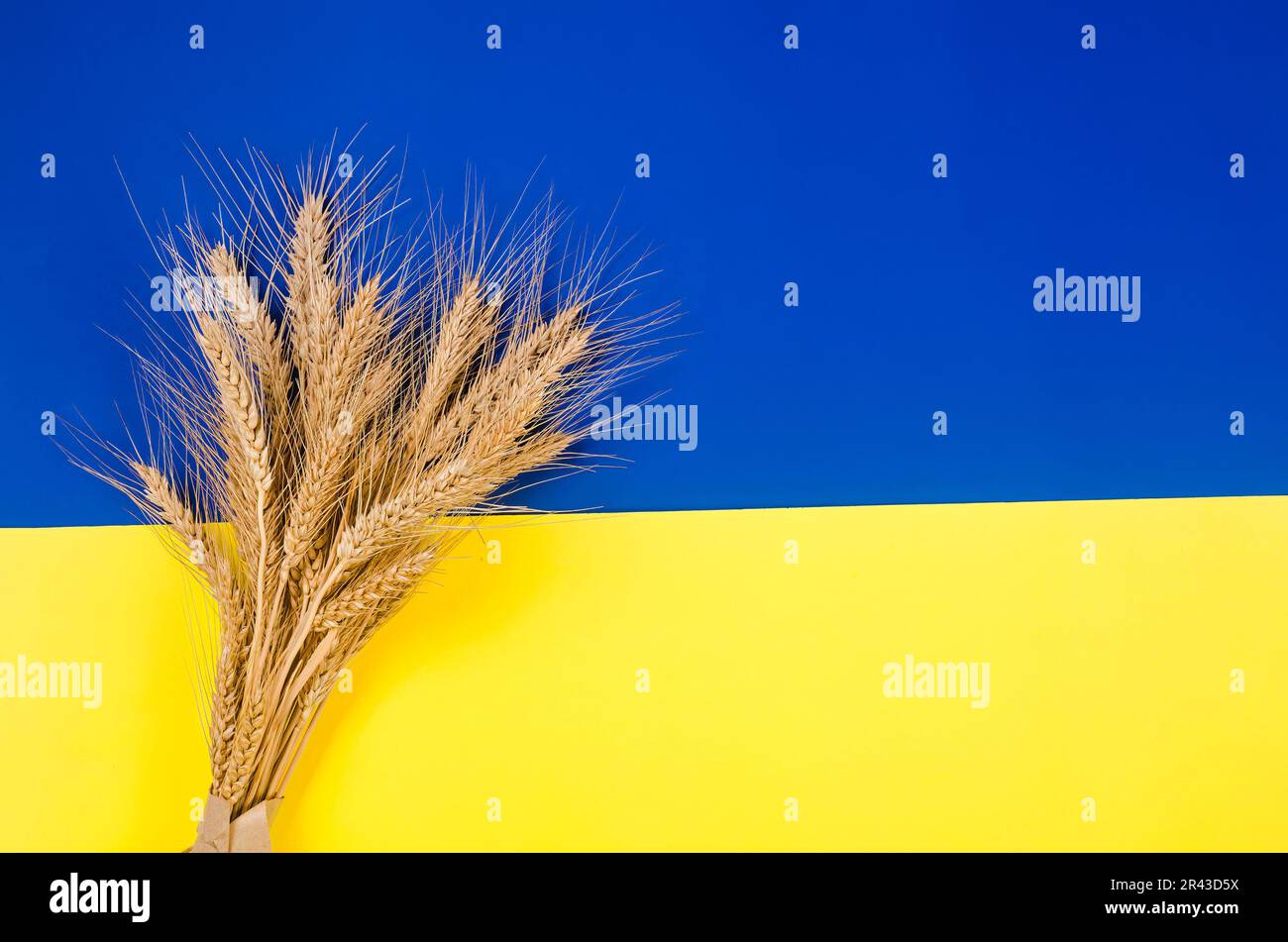 Ears of ripe wheat onyellow and blue background. Colors symbols of ...