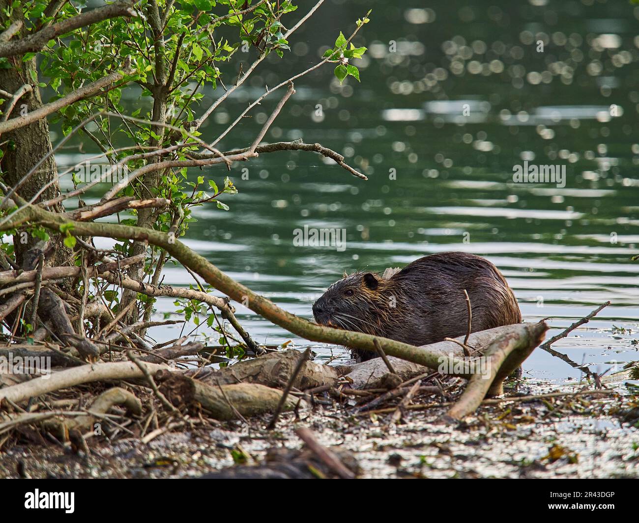 The Nutria, Myocastor coypus, also coypu, is a large, herbivorous ...