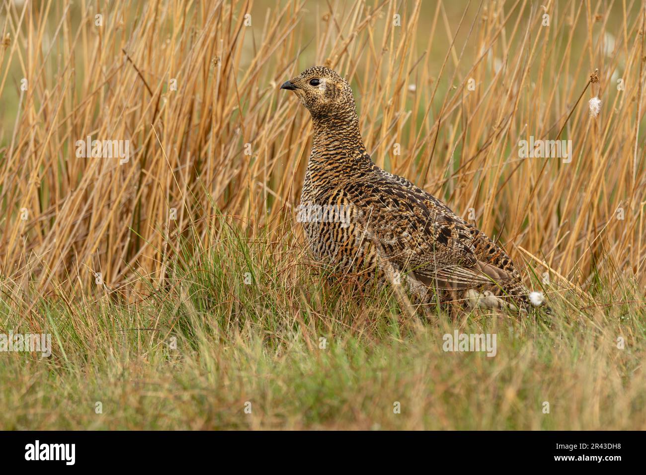 Black grouse female or hen. Scientific name: Tetrao Tetrix facing left ...