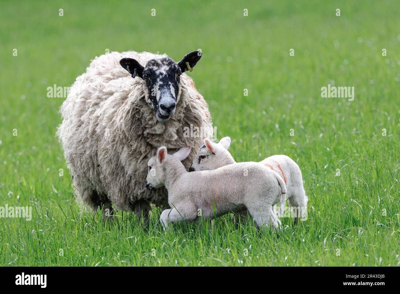 Swaledale mule ewe or female sheep with her two young lambs snuggling ...