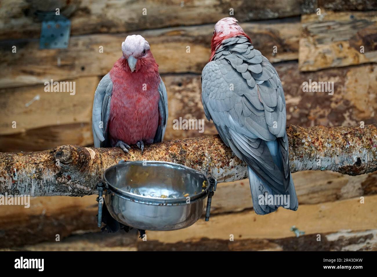 Pink and grey parrots hi-res stock photography and images - Alamy